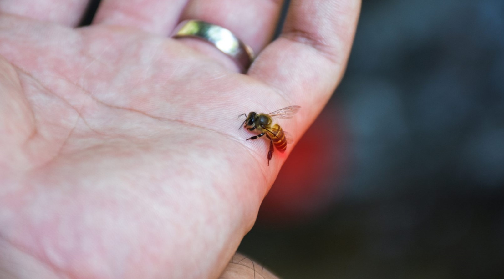 Working Safely around Stinging Insects Fact Sheets – BHHC Safety Center