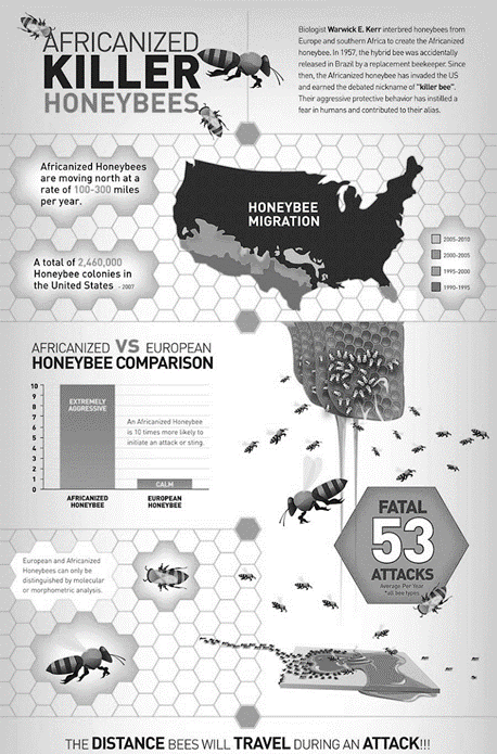 Africanized Honey Bees Picture This – SafetyNow ILT