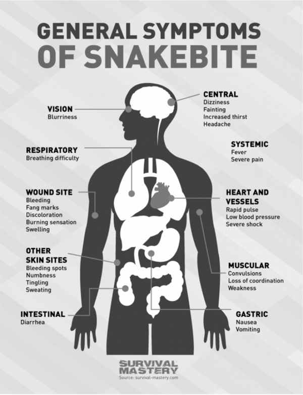 Snakes in the Workplace Picture This – SafetyNow ILT