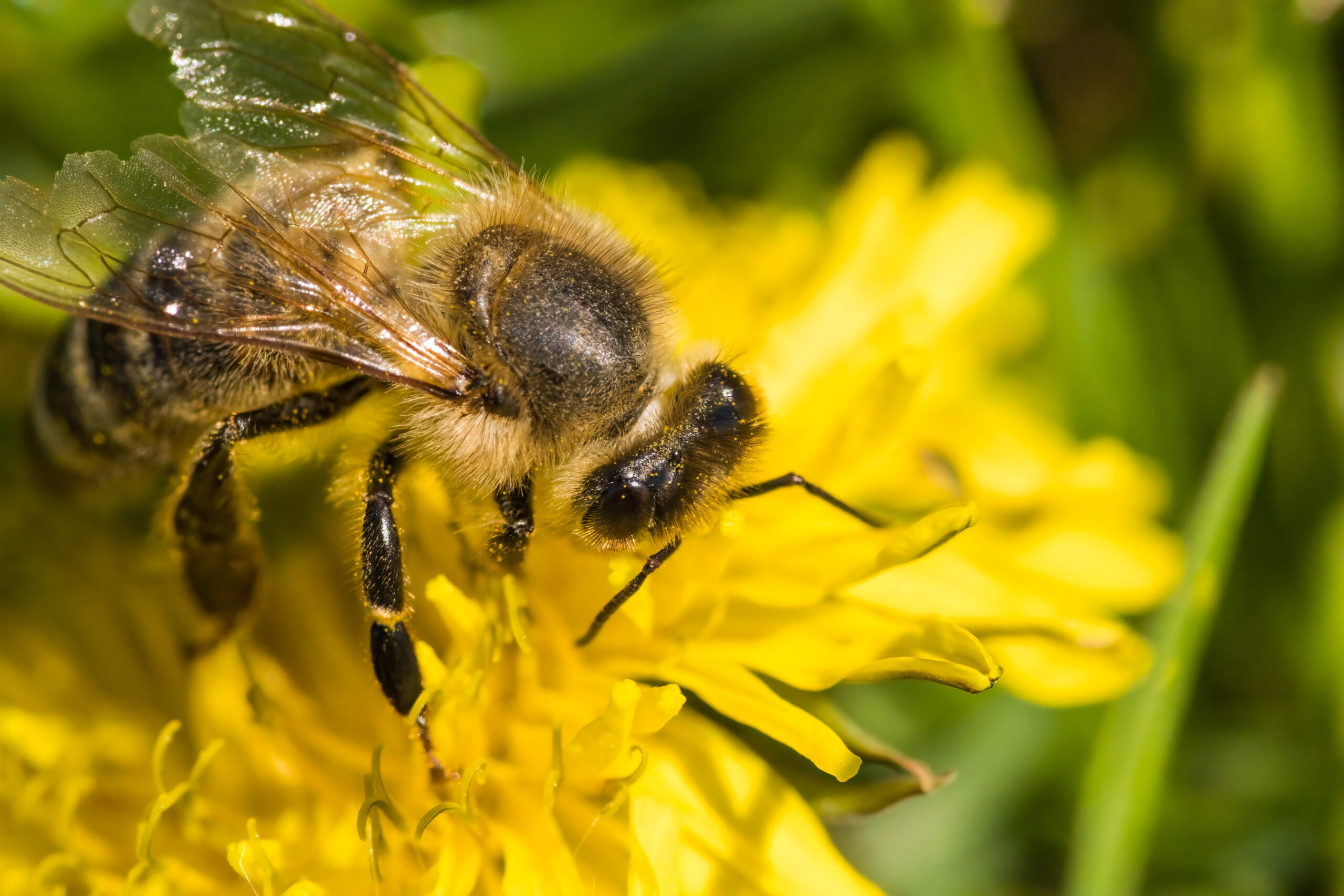 Insects & Spider Bites Safety – SafetyNow ILT