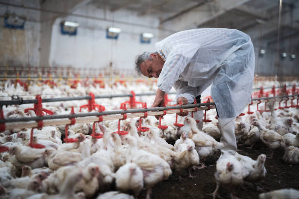 Poultry Worker Safety Stats and Facts – SafetyNow ILT