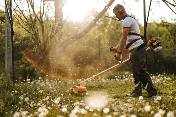 Pruning Safety Infographic – SafetyNow ILT