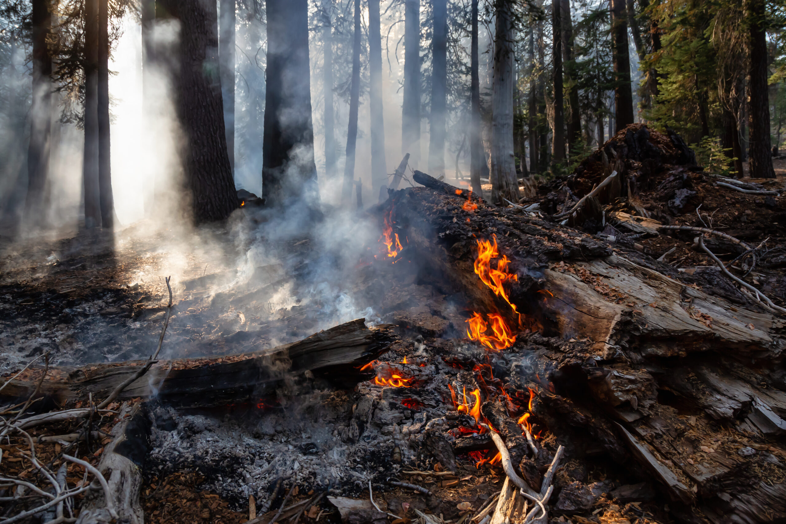 Wildfire Safety Tips and Techniques – SafetyNow ILT